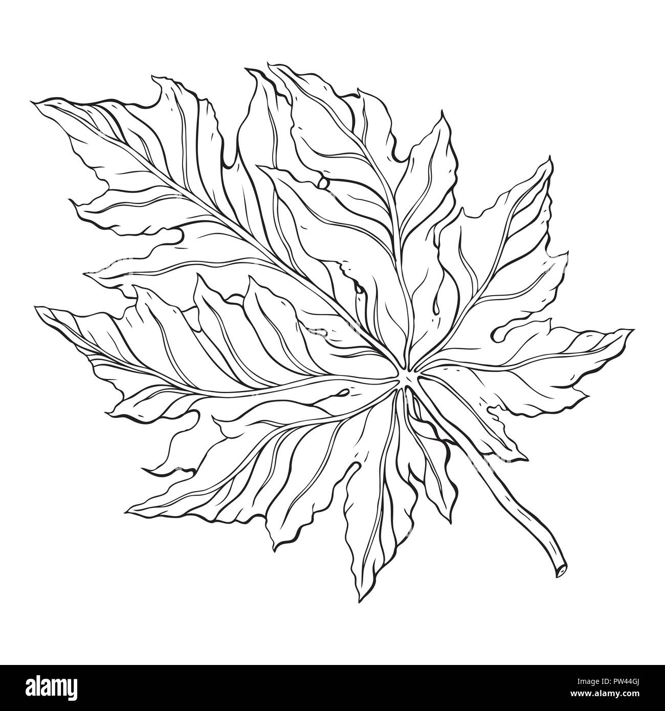 Beautiful detailed leaf. Botanical Hand drawn realistic Vector ...