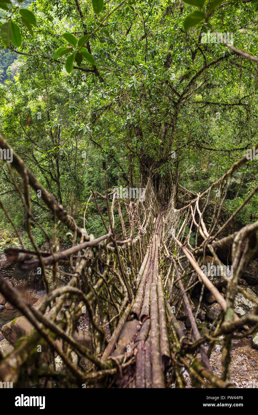 Living Root Bridge India High Resolution Stock Photography and Images ...