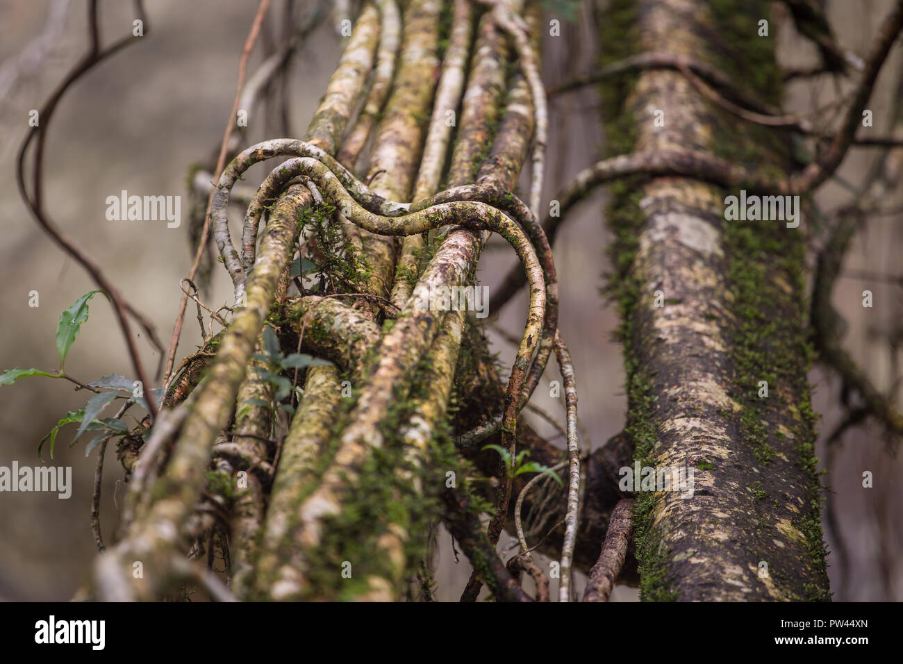Living roots bridge close up view, Meghalaya, India. This bridge is ...