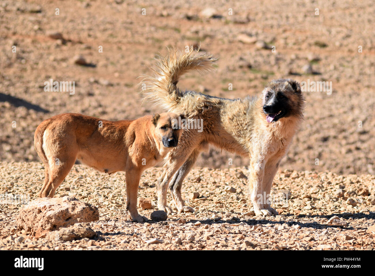 Stray Homeless Dogs Stock Photo - Alamy
