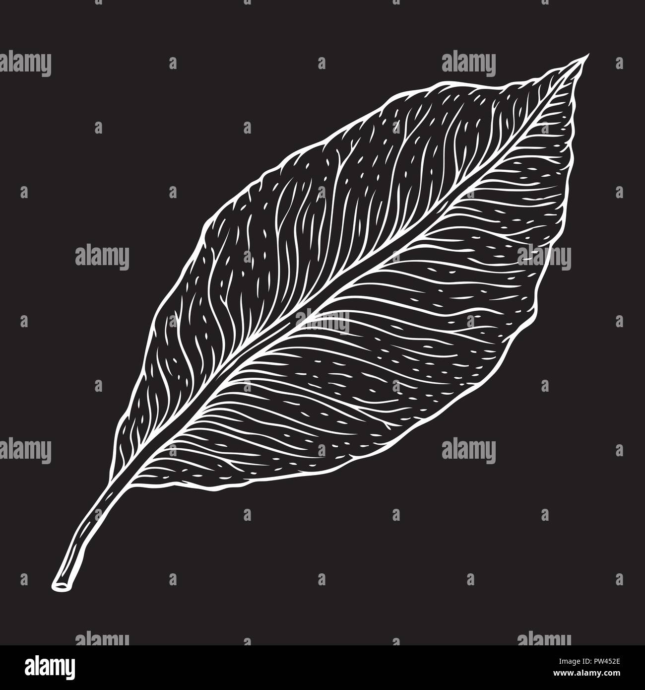 Beautiful detailed leaf. Botanical Hand drawn Vector Outline leaves ...