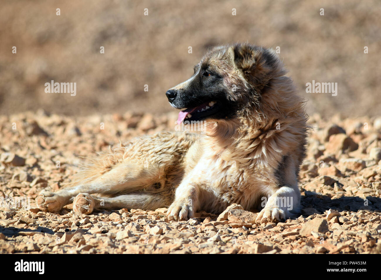 Stray Homeless Dogs Stock Photo - Alamy
