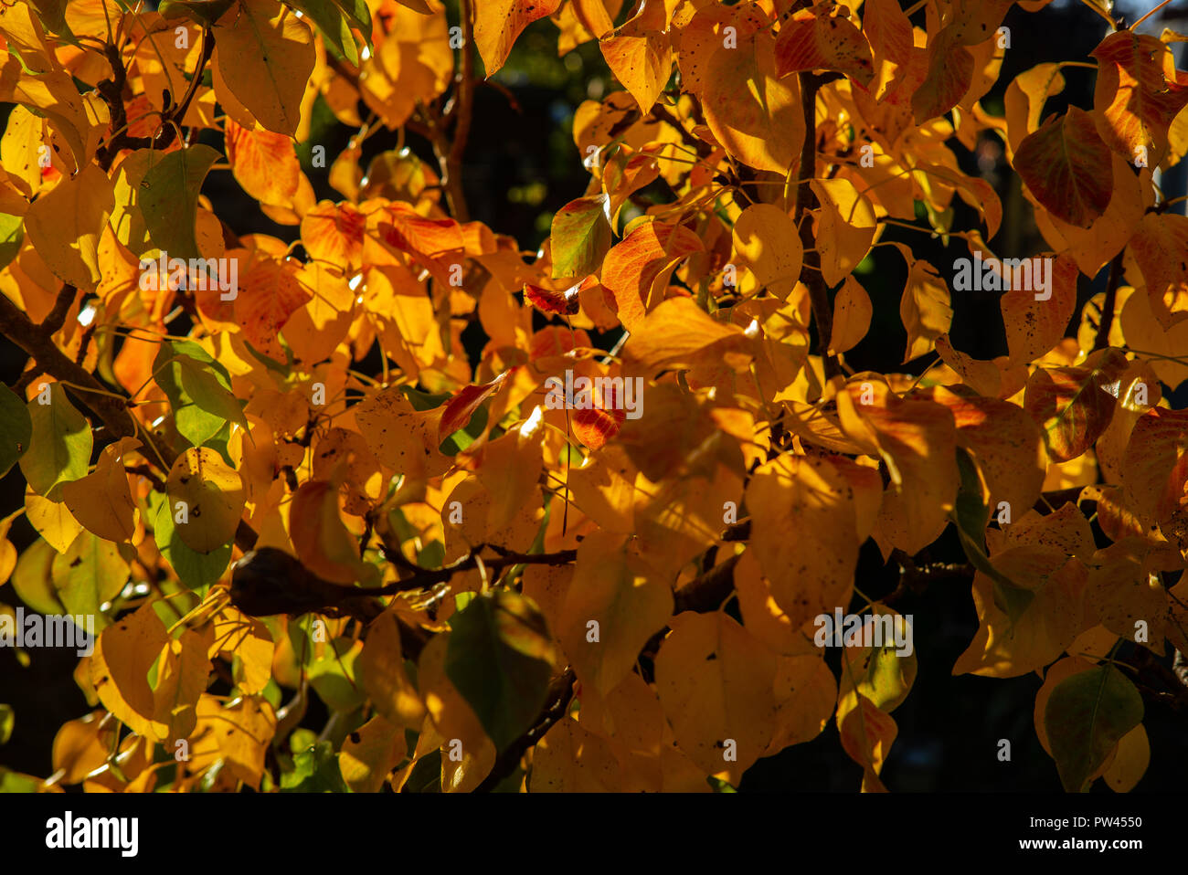 Golden pear autumn tree hi-res stock photography and images - Alamy