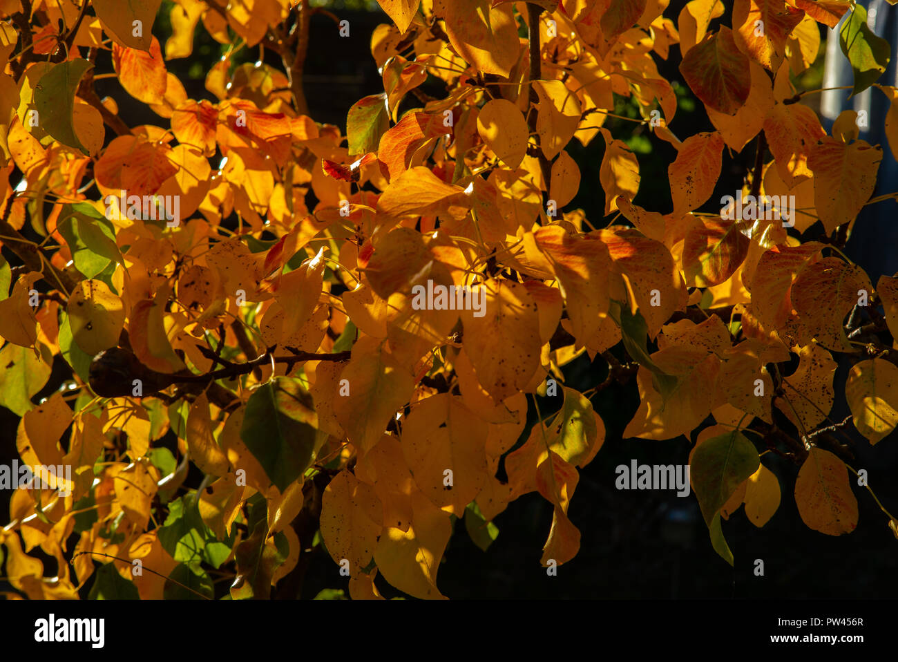 Golden pear autumn tree hi-res stock photography and images - Alamy