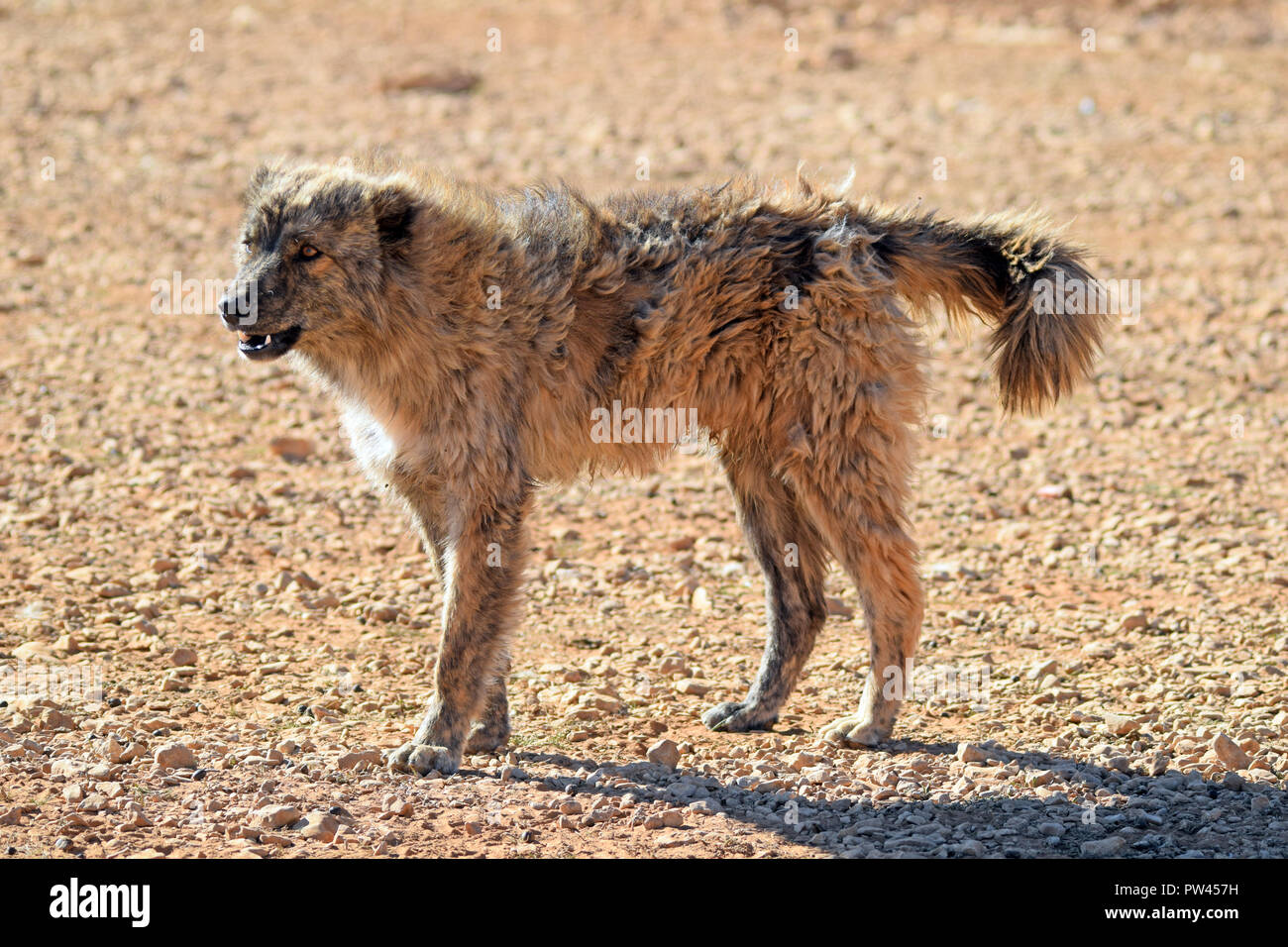 Angry wolf face hi-res stock photography and images - Alamy