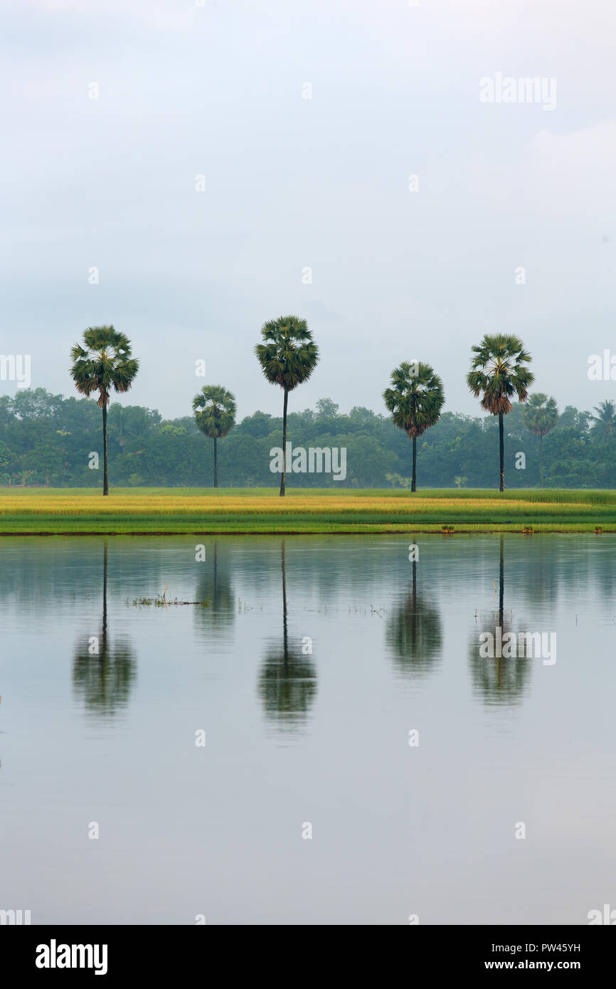 Myanmar environment hi-res stock photography and images - Alamy