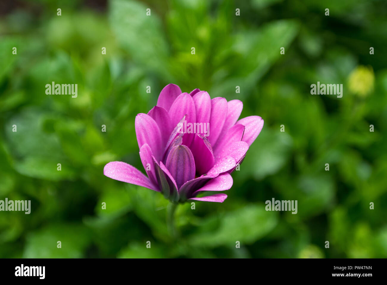 Receptacle of the flower hi-res stock photography and images - Alamy