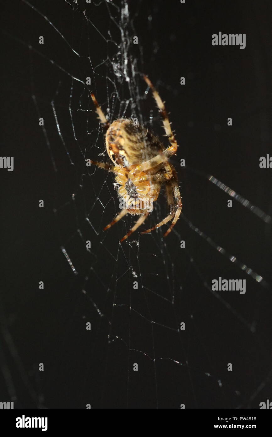 Incy wincy spider hi-res stock photography and images - Alamy