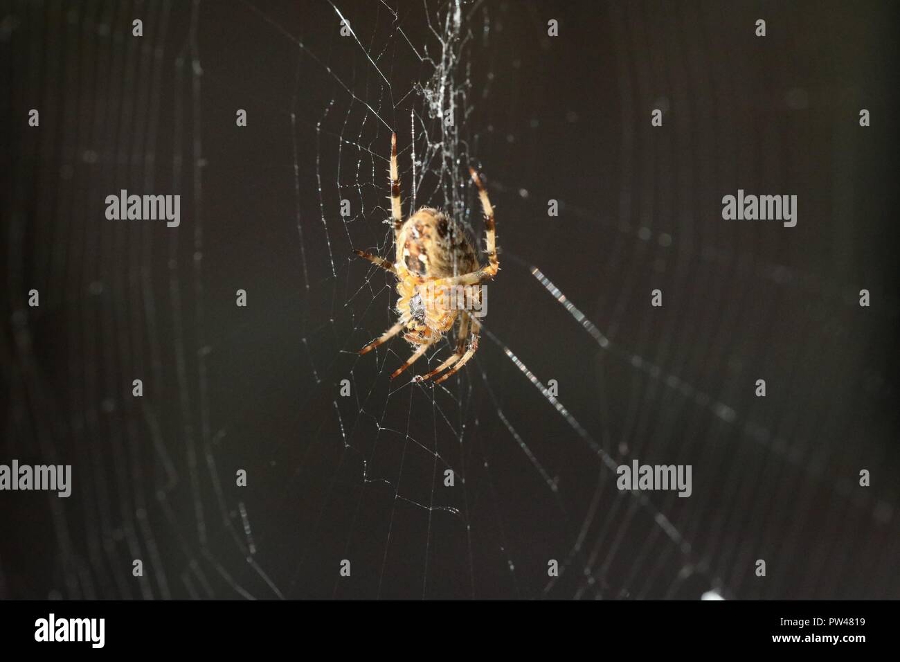 Incy wincy spider hi-res stock photography and images - Alamy