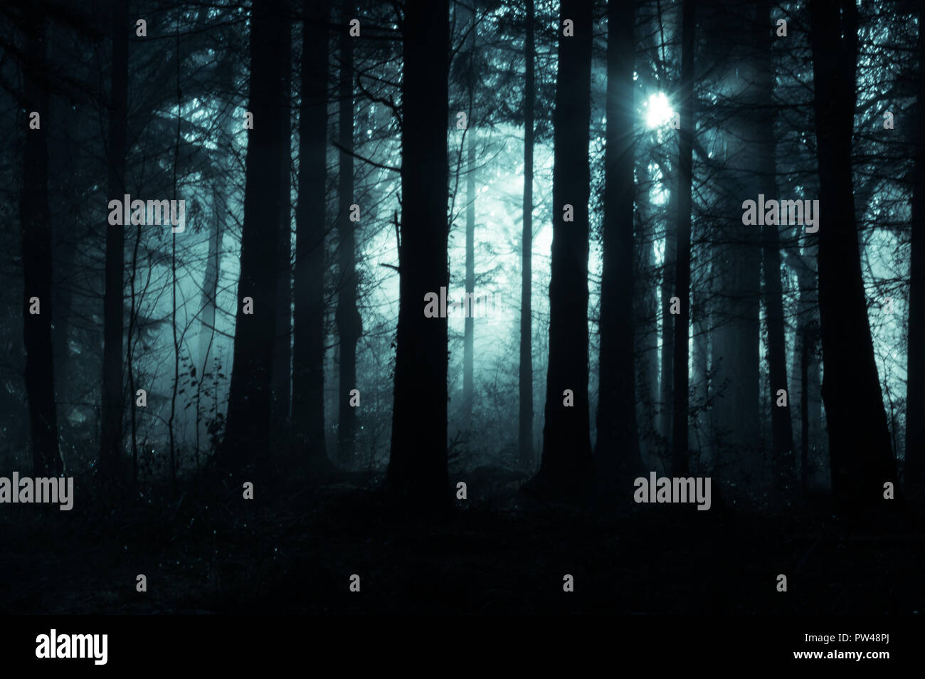 Light Through Dark Trees