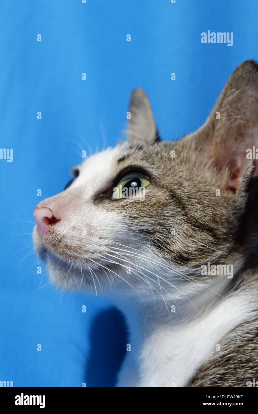 cat portrait close up Stock Photo - Alamy
