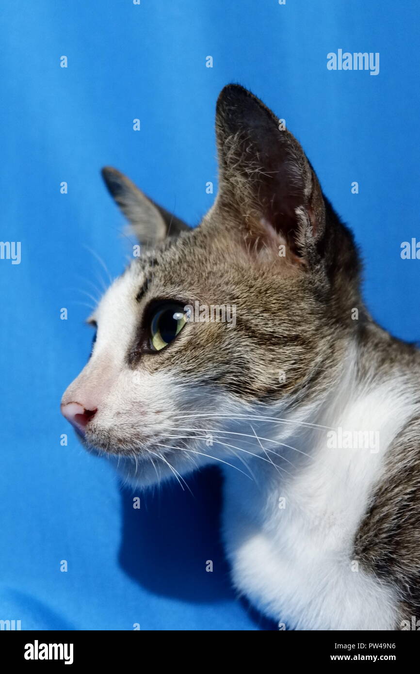 Beautiful portrait model and kitty hi-res stock photography and images ...