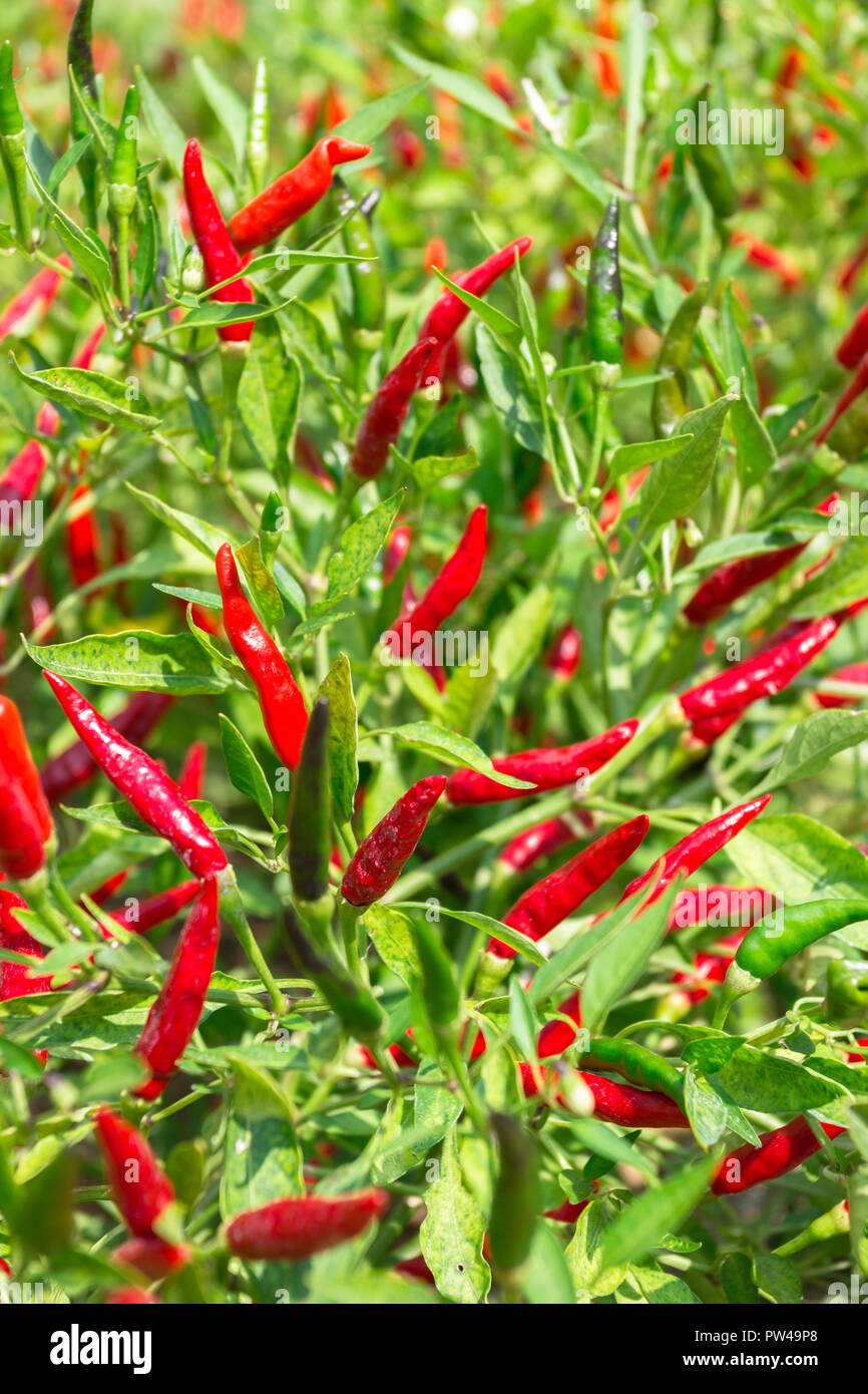 Closeup of Fresh red chillies growing in a vegetable garden. It can be ...