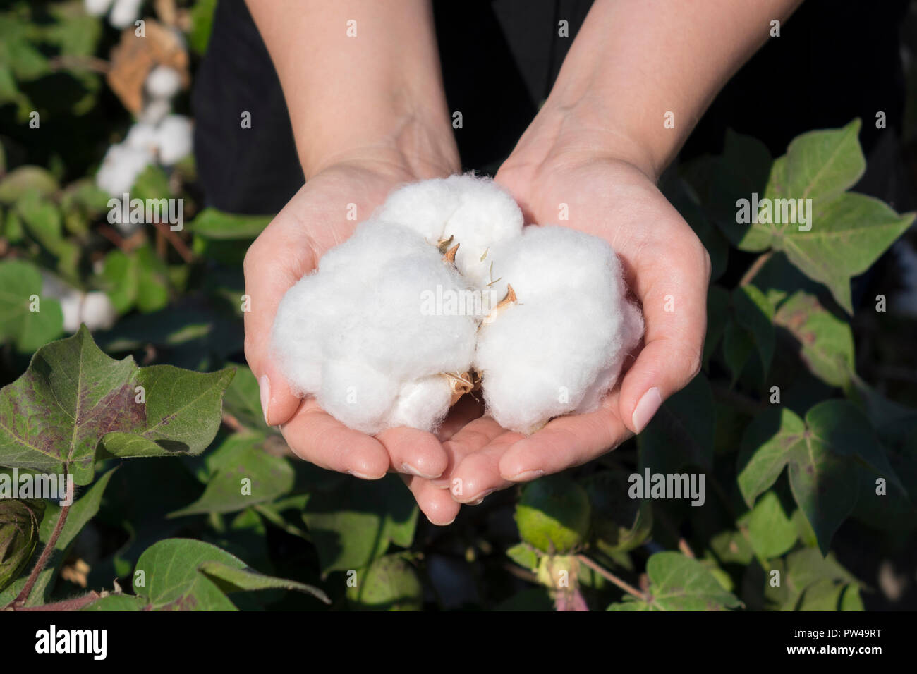 Raw cotton hi-res stock photography and images - Alamy