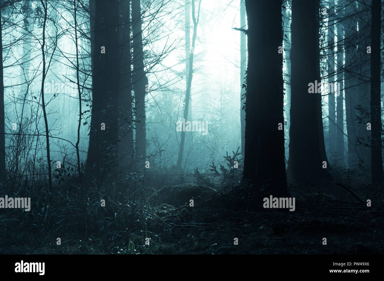 A dark spooky, eerie forest with light shining through the foggy winter ...