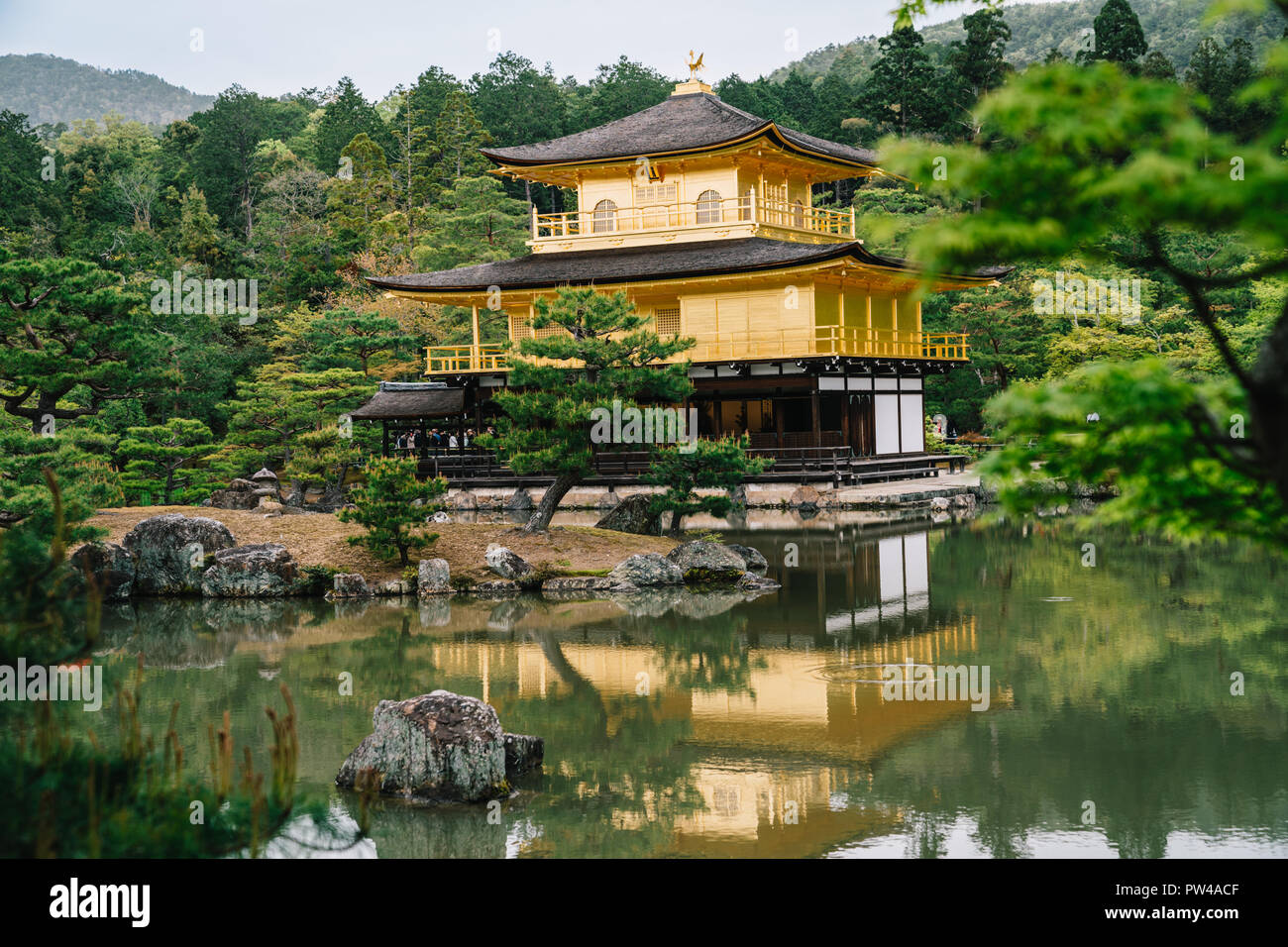 beautiful Japanese golden temple located in the pond, with green ...