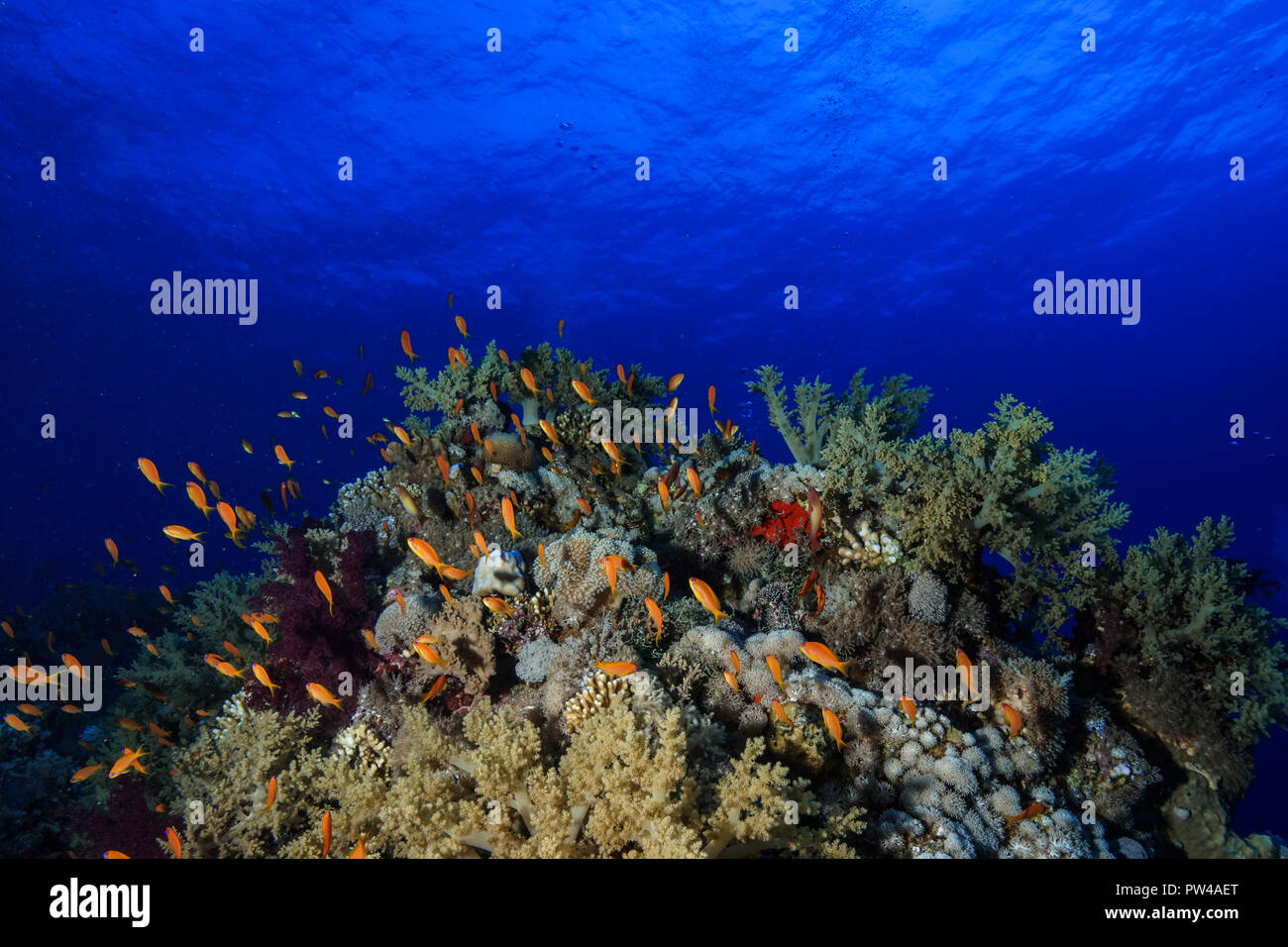 Amazing colorful coral reef at the Red Sea Egypt Stock Photo - Alamy