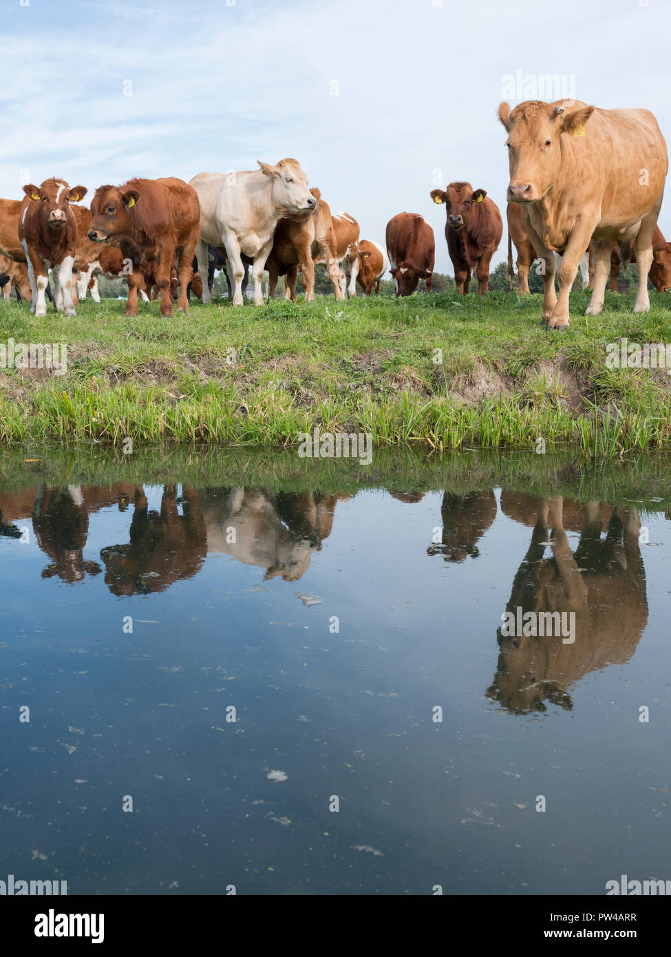 Grazing pasture and cow hi-res stock photography and images - Alamy