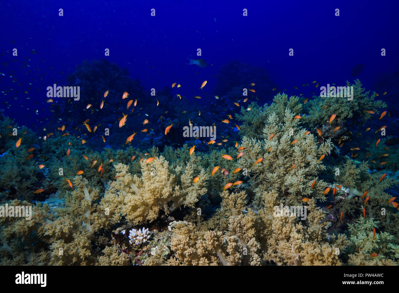 Amazing colorful coral reef at the Red Sea Egypt Stock Photo - Alamy
