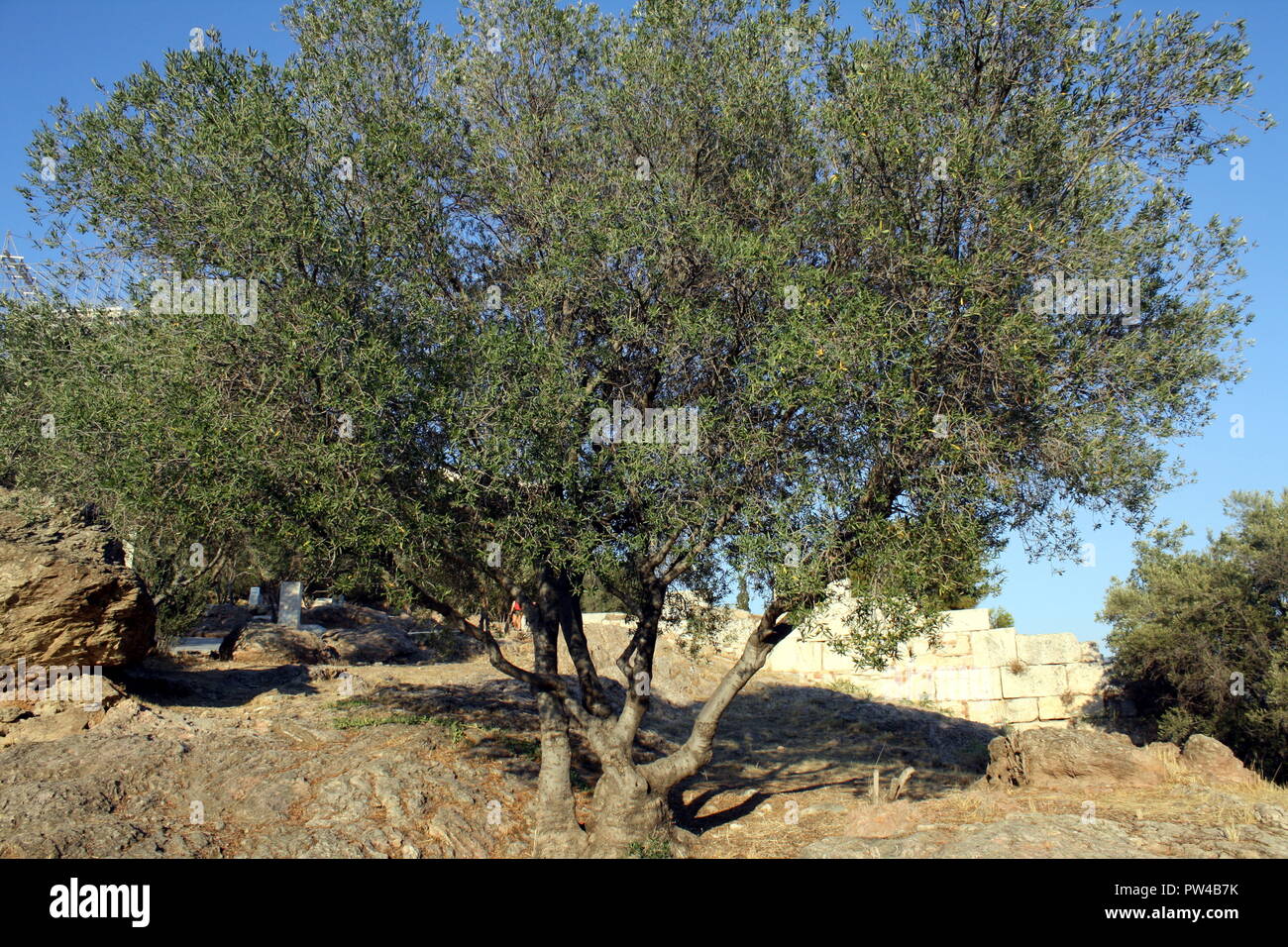 Old olive tree at the Acropolis in Athens, Greece Stock Photo - Alamy