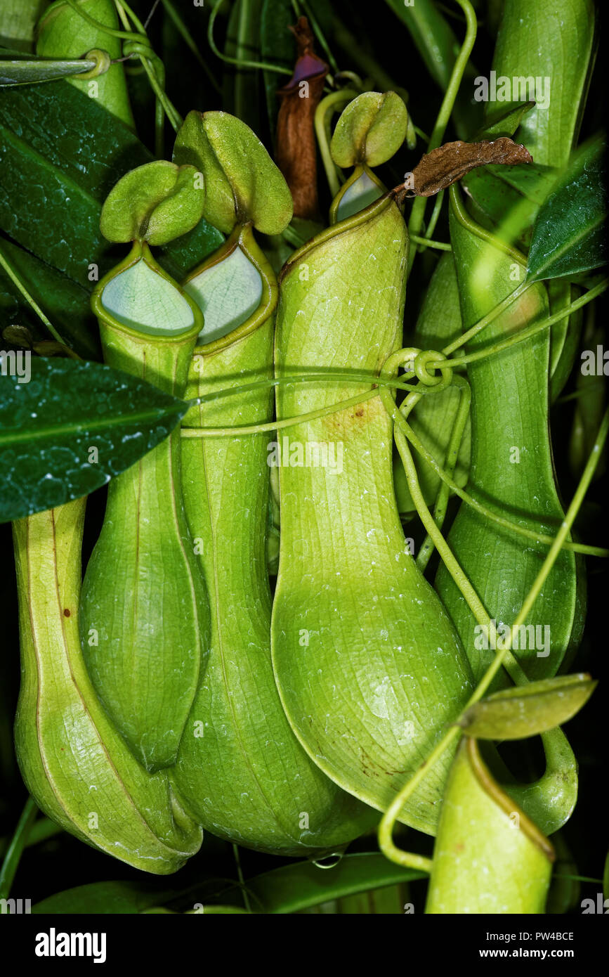 Nepenthes, also known as tropical pitchers plants, is a genus of ...