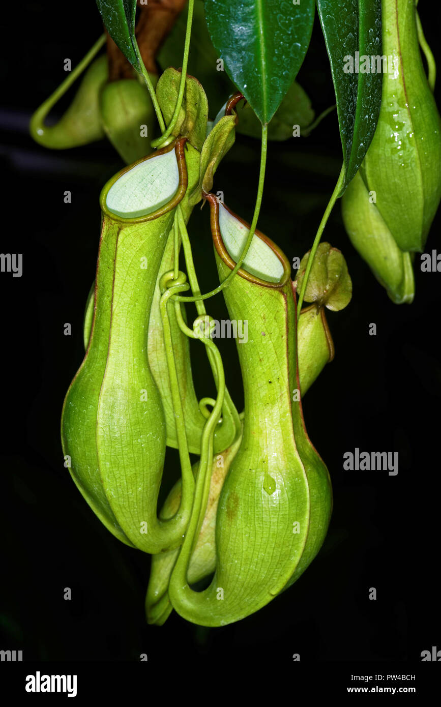 Nepenthes, also known as tropical pitchers plants, is a genus of ...