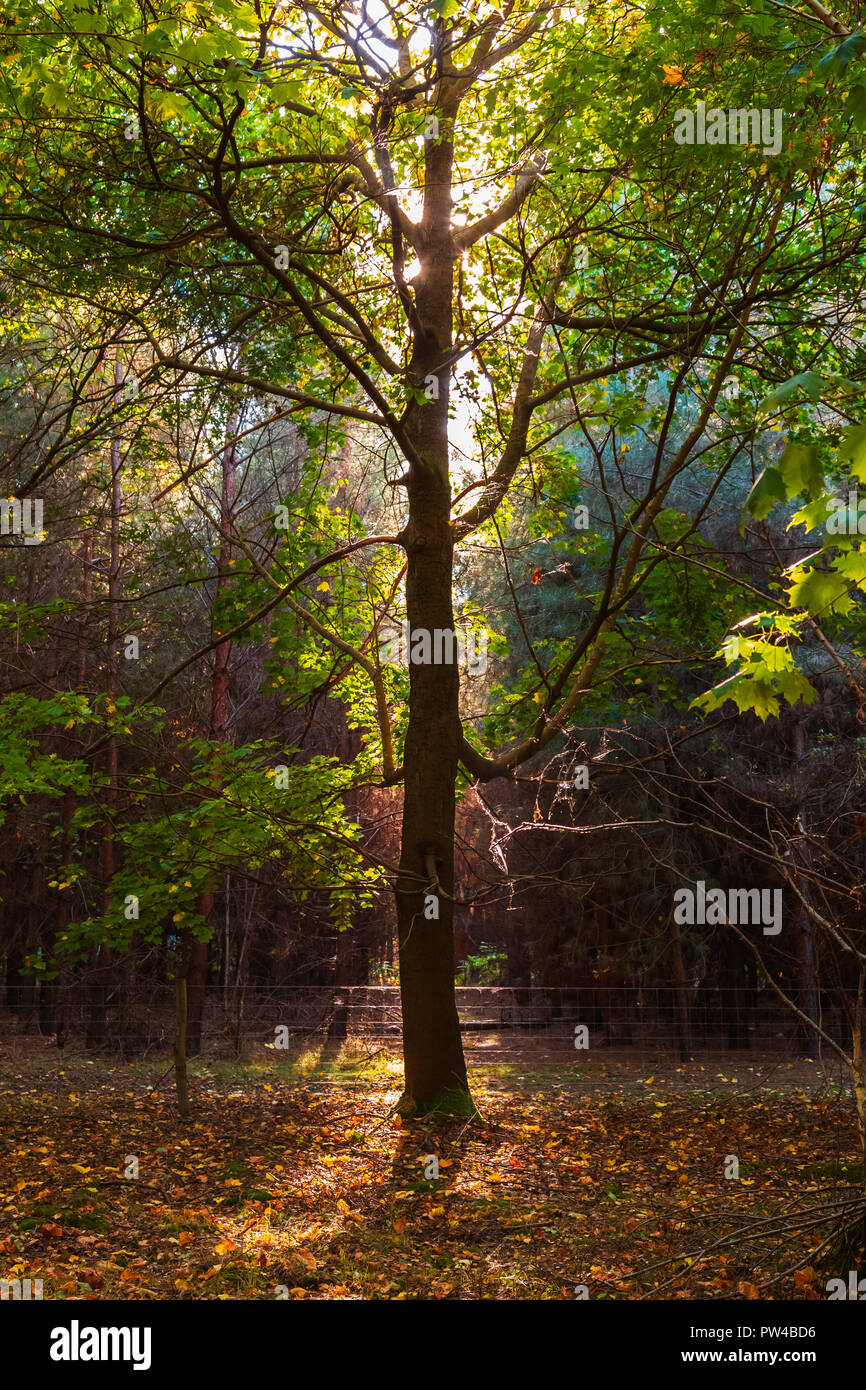 Late Autumn Sun Casts Shadows in Tunstall Forest, Suffolk on an October ...