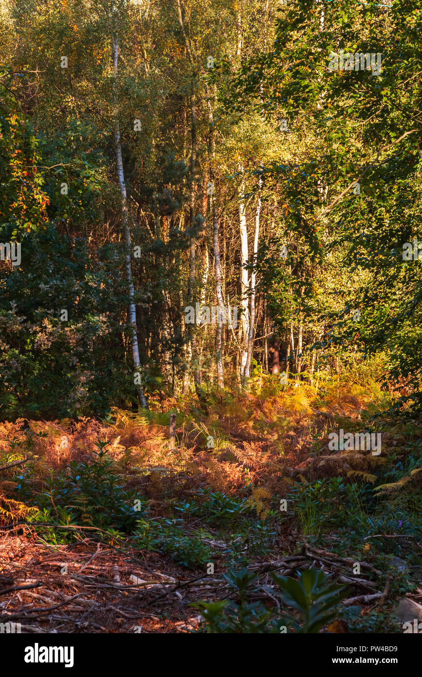 Tunstall Forest High Resolution Stock Photography and Images - Alamy