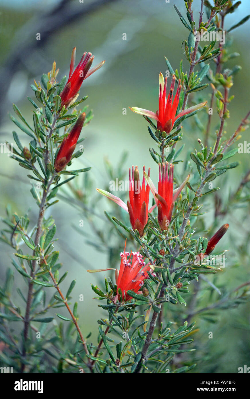 Red flowers of the Australian native Mountain Devil, Lambertia formosa ...