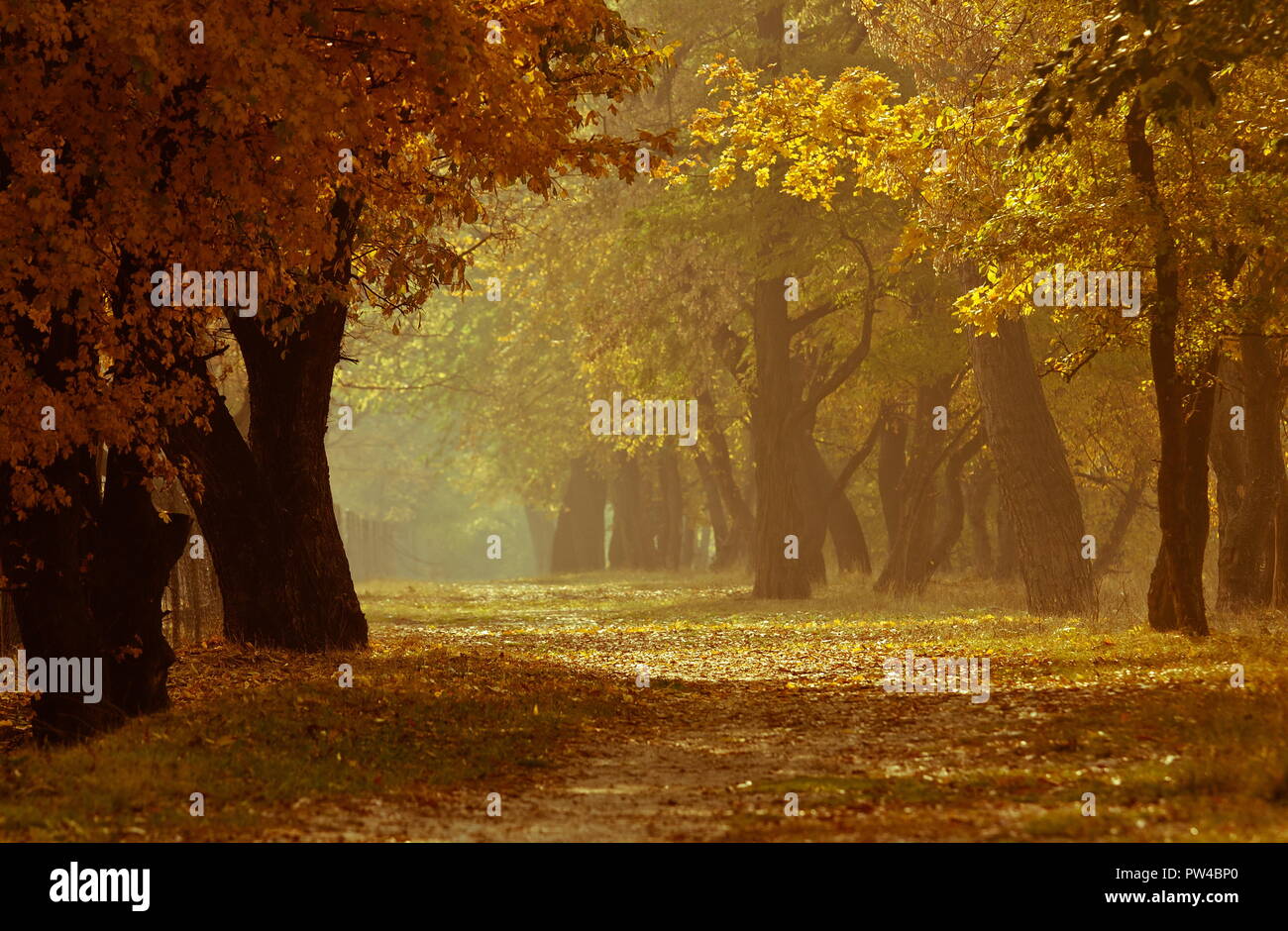 Autumn forest road with colorful trees Stock Photo - Alamy