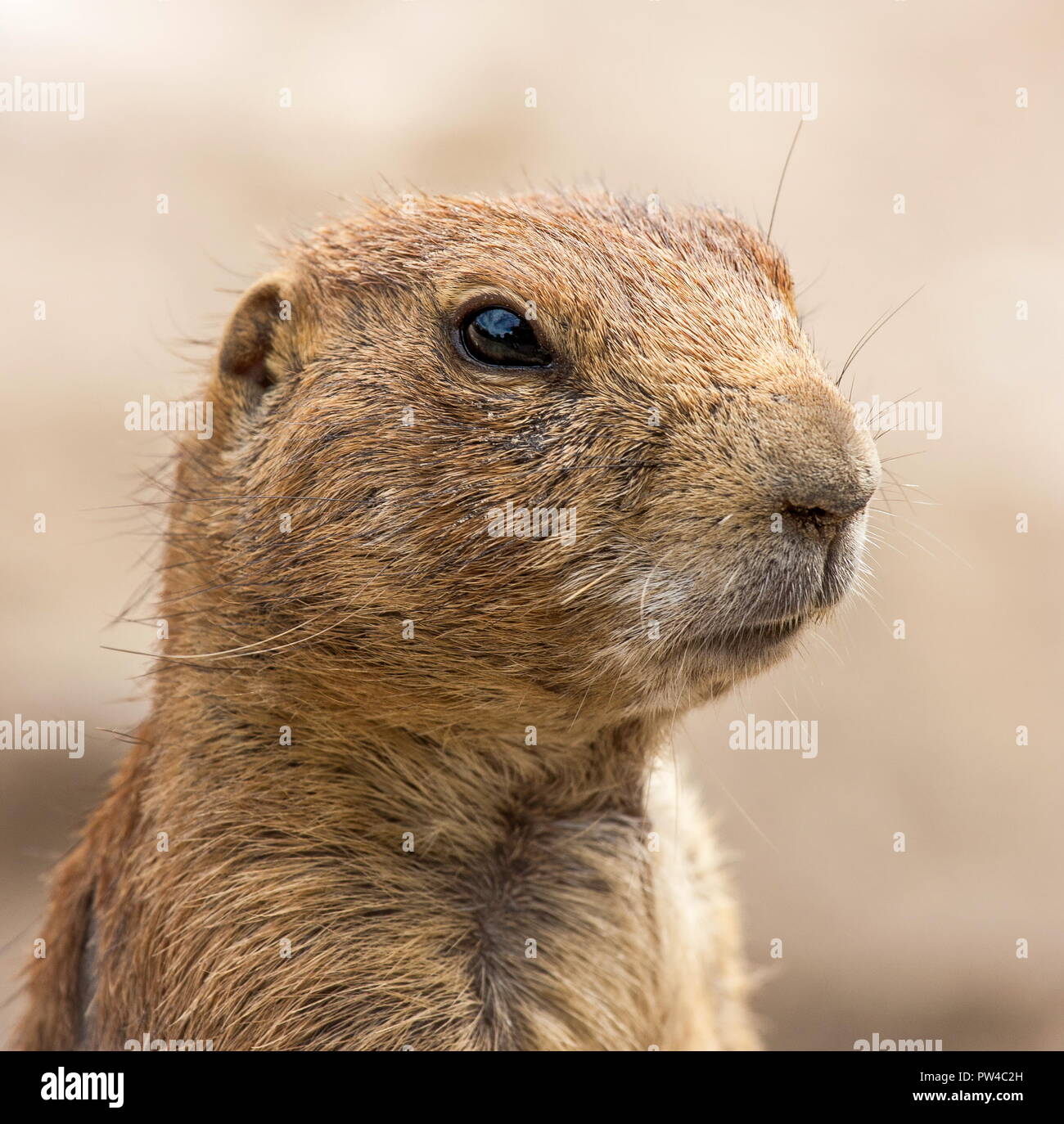 Prairie dog portrait Stock Photo - Alamy