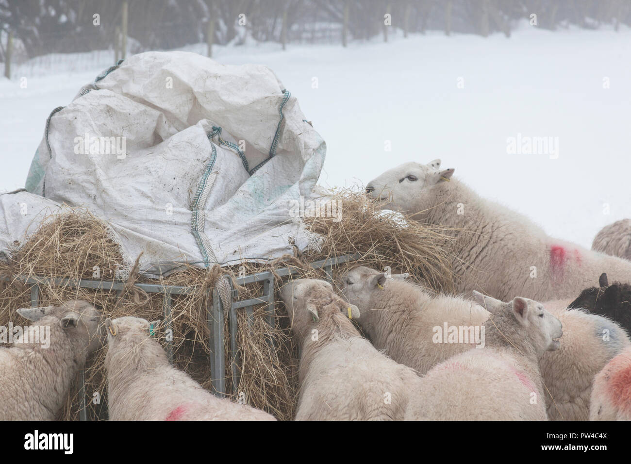 Hungry sheep hi-res stock photography and images - Alamy