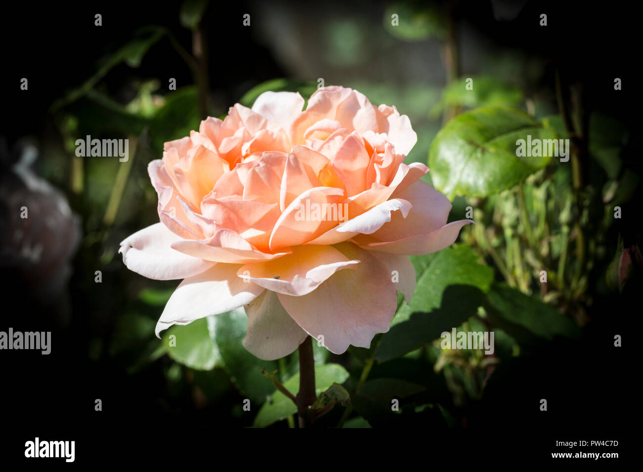 Rose coral hi-res stock photography and images - Alamy