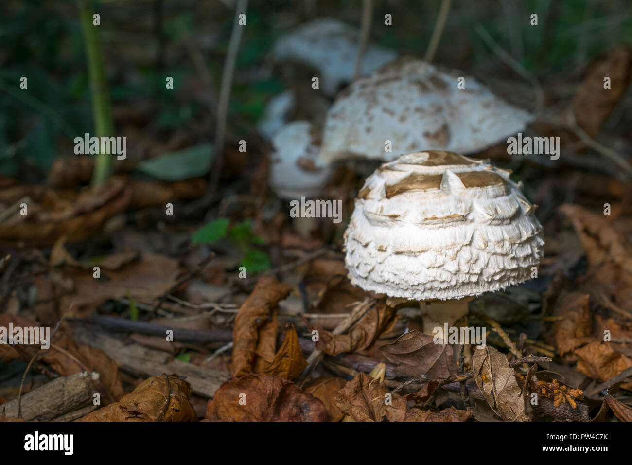 Tall Toadstools High Resolution Stock Photography and Images - Alamy