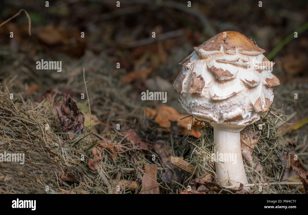 Tall Toadstools High Resolution Stock Photography and Images - Alamy