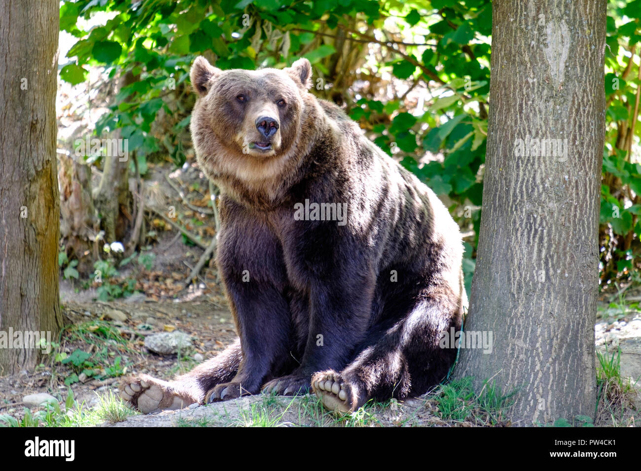 Bear in the city hi-res stock photography and images - Alamy