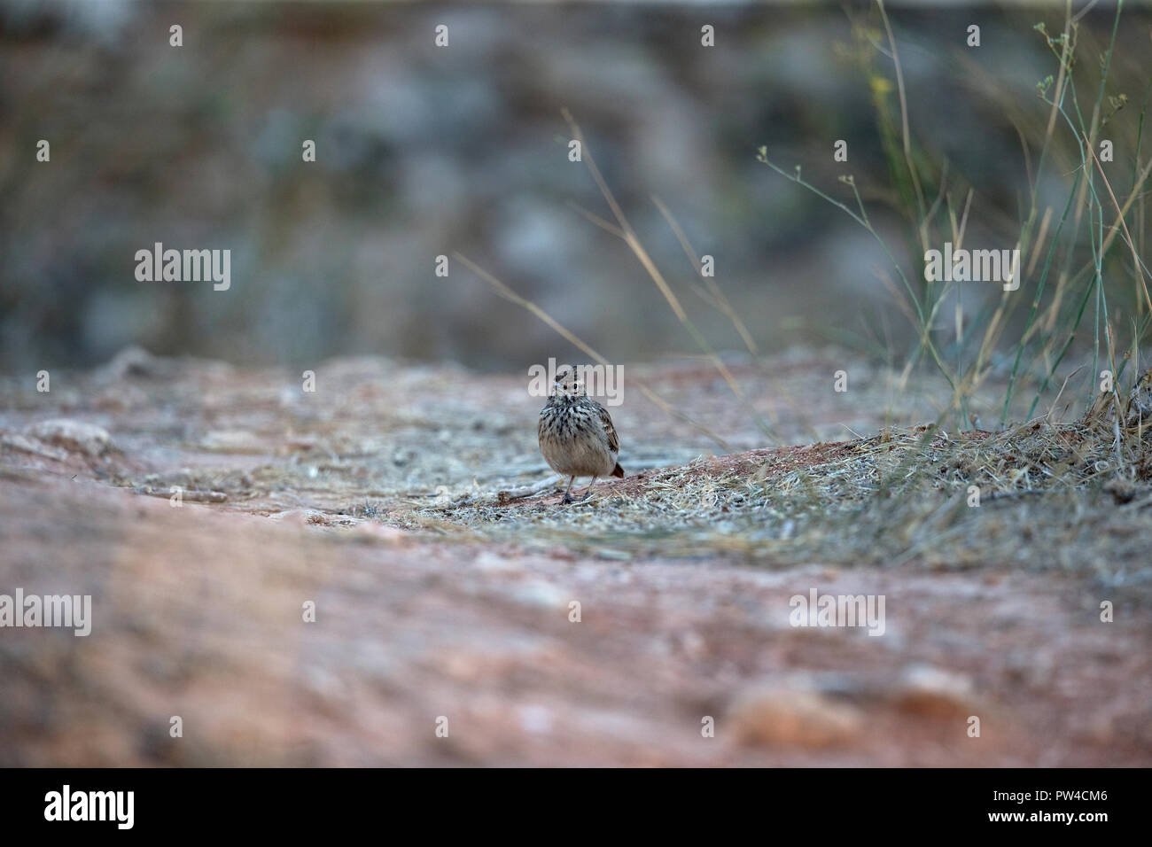 Thekla Lark (Galerida theklae Stock Photo - Alamy Thekla Lark (Galerida theklae Stock Photo - Alamy