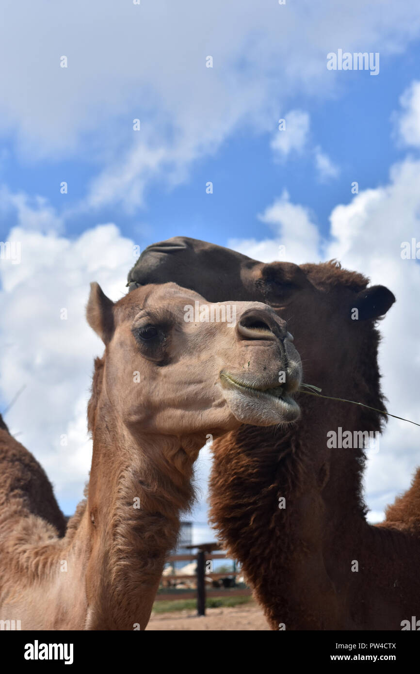 Terrific pair of cuddling camels with their necks together Stock Photo ...