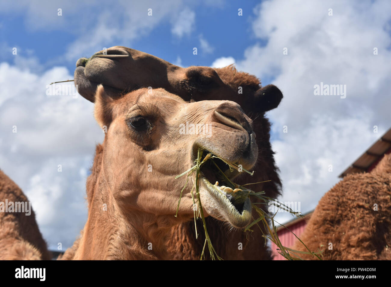 Adorable Camels Chewing with Mouths Open Stock Photo - Alamy