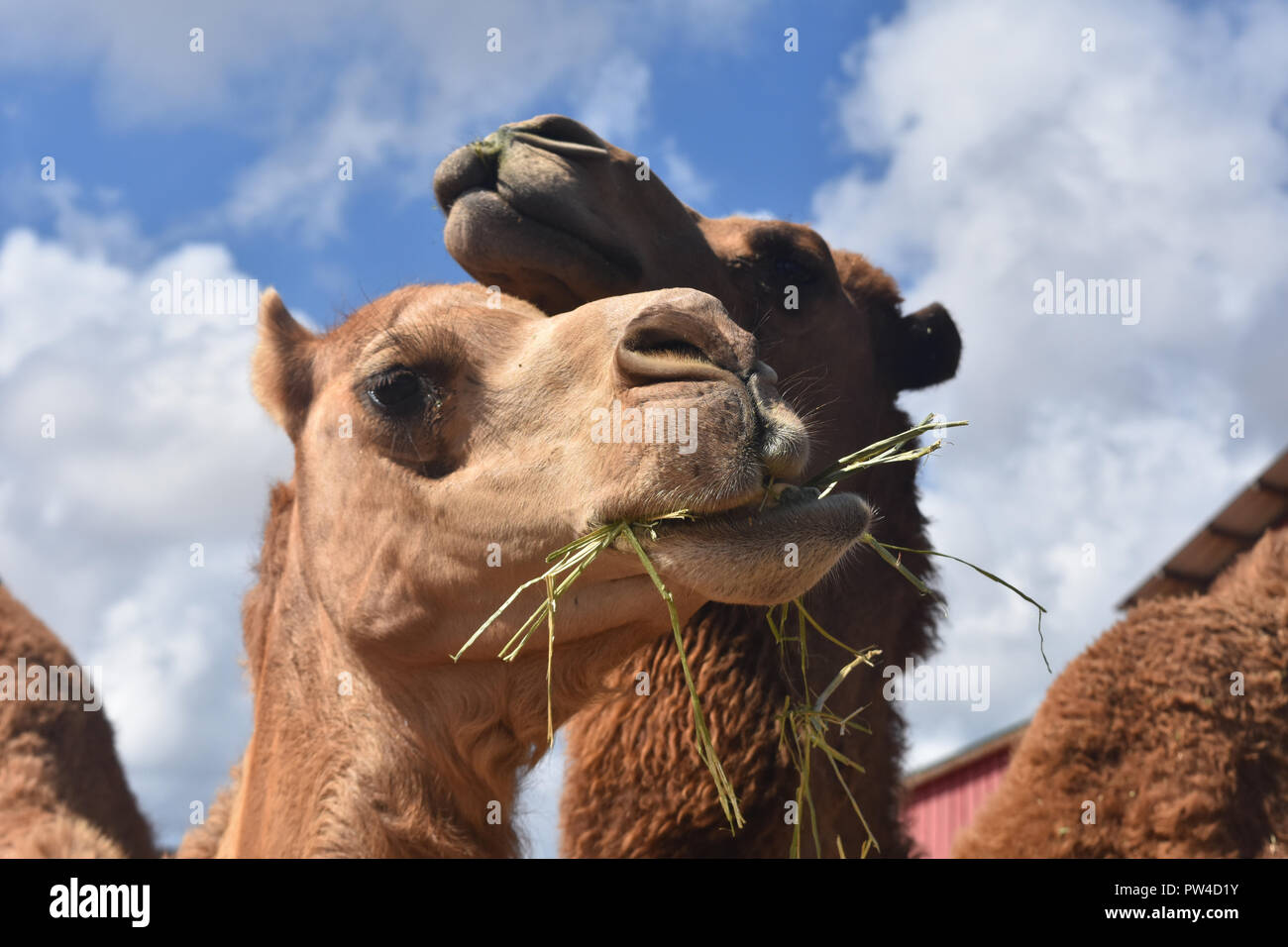 Pair of Adorable Camels Eating Hay Together Stock Photo - Alamy