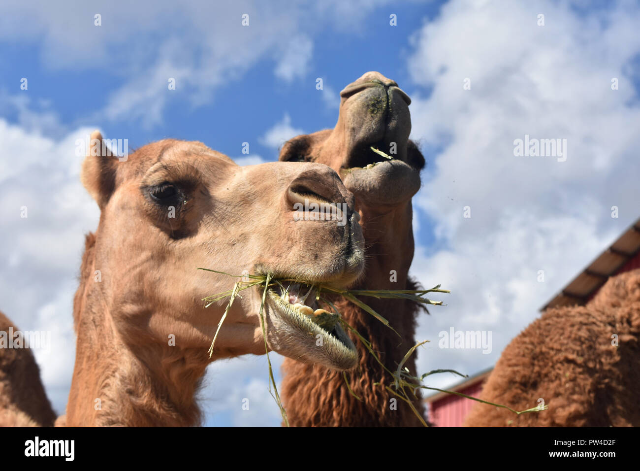Beautiful Camels Chewing on Hay Together Stock Photo - Alamy