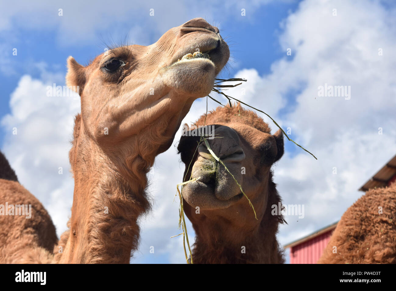 Adorable Camels Eating Hay Together Stock Photo - Alamy