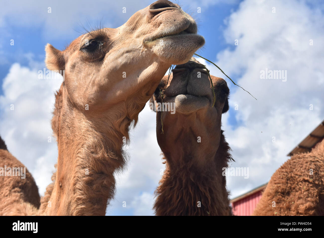 Dromedary and bactrian camel together hi-res stock photography and ...