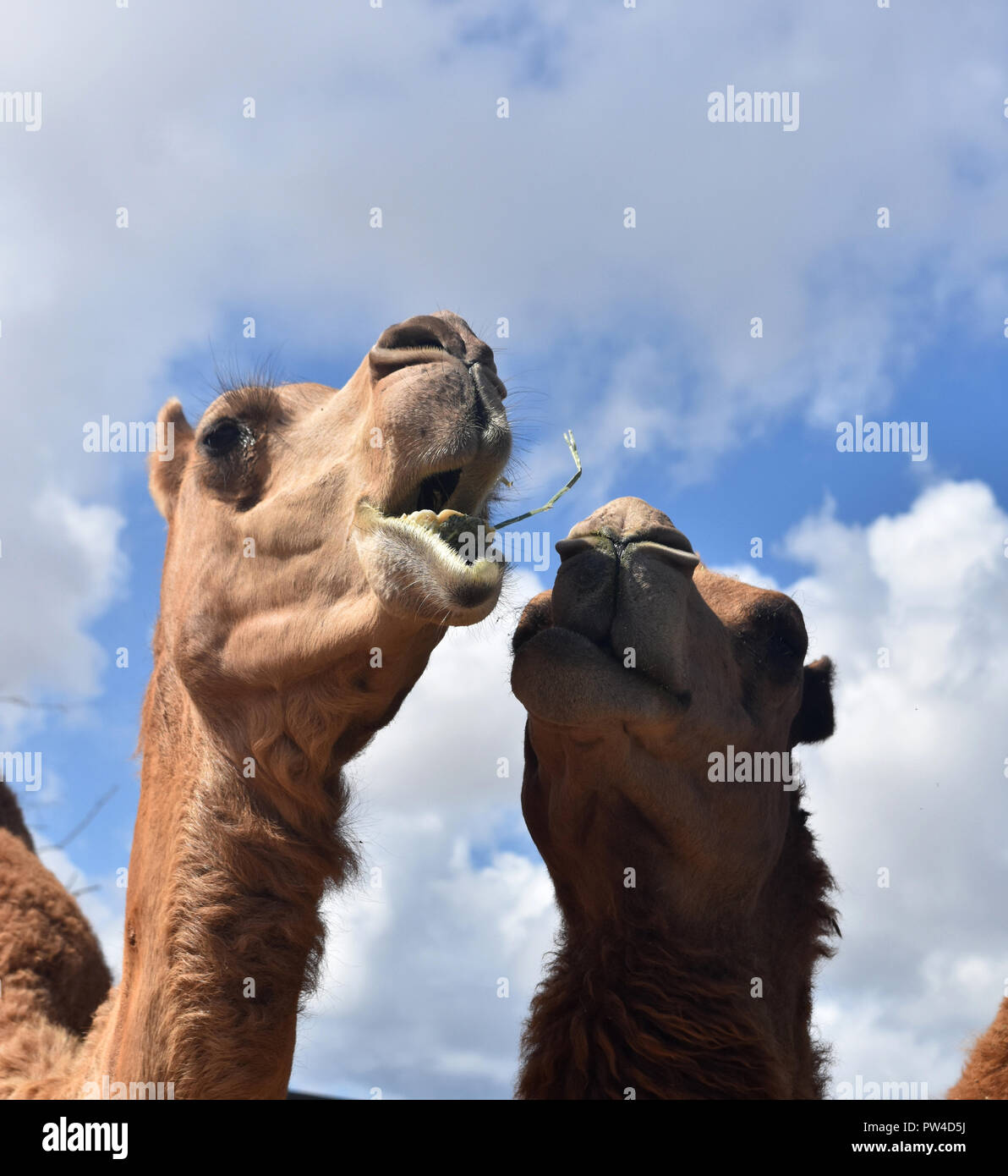 Camels Eating High Resolution Stock Photography and Images - Alamy
