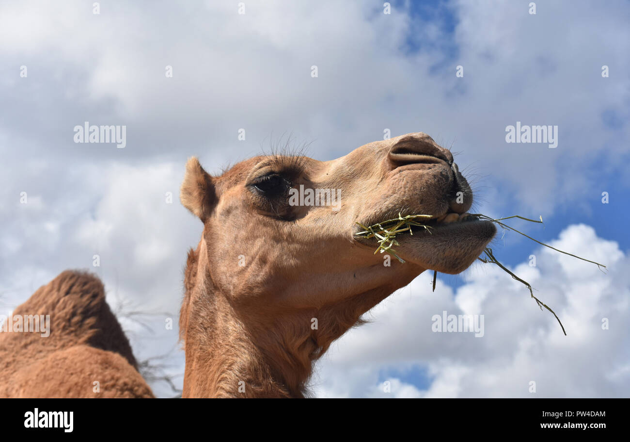 Beautiful camel chewing in front of gorgeous blue skies Stock Photo - Alamy
