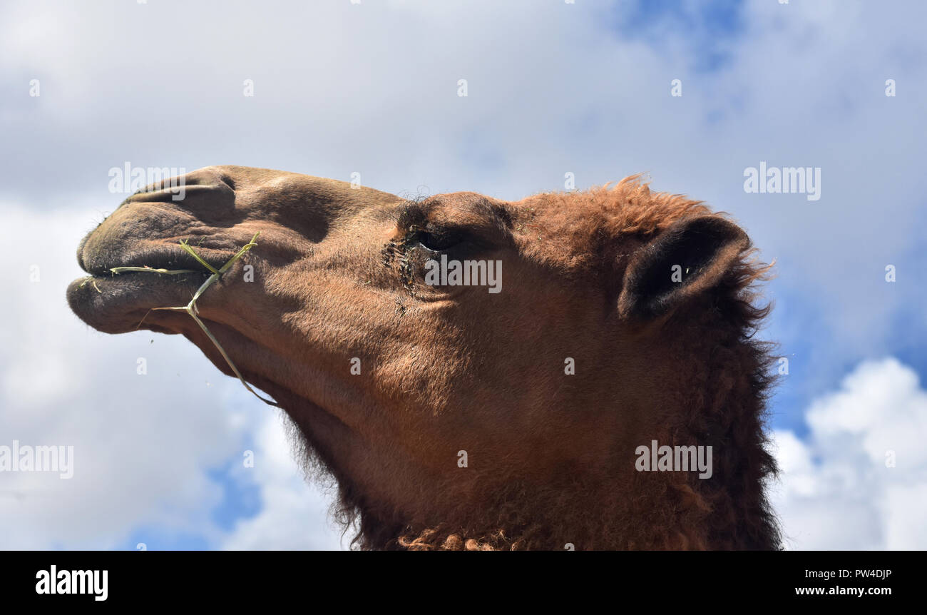 Fantastic close-up look at the the face of a shaggy camel Stock Photo ...