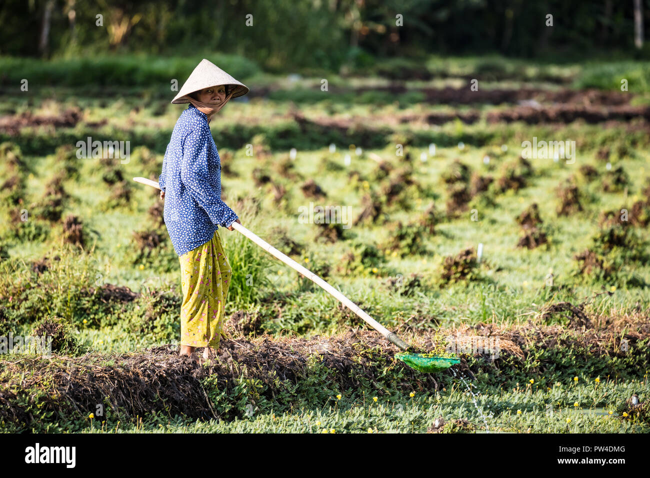 Mekong delta vietnam paddy hi-res stock photography and images - Alamy