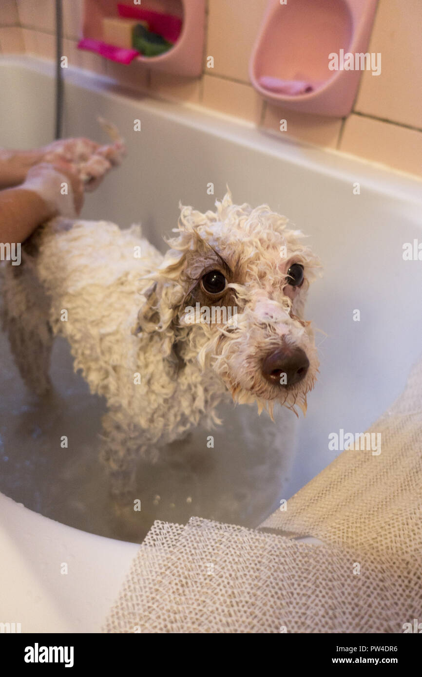 Dog shampoo hi-res stock photography and images - Alamy