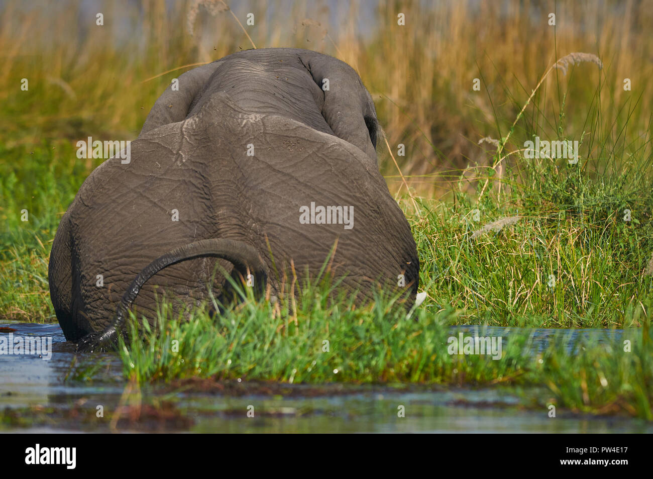 african elephant back view, waking away in the swamp river, tail high ...