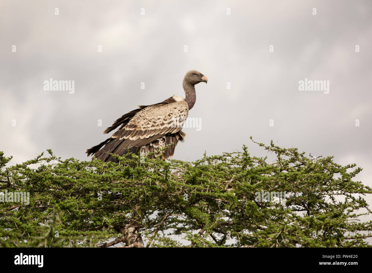 Low angle view of vulture perching on tree against cloudy sky at Maasai ...